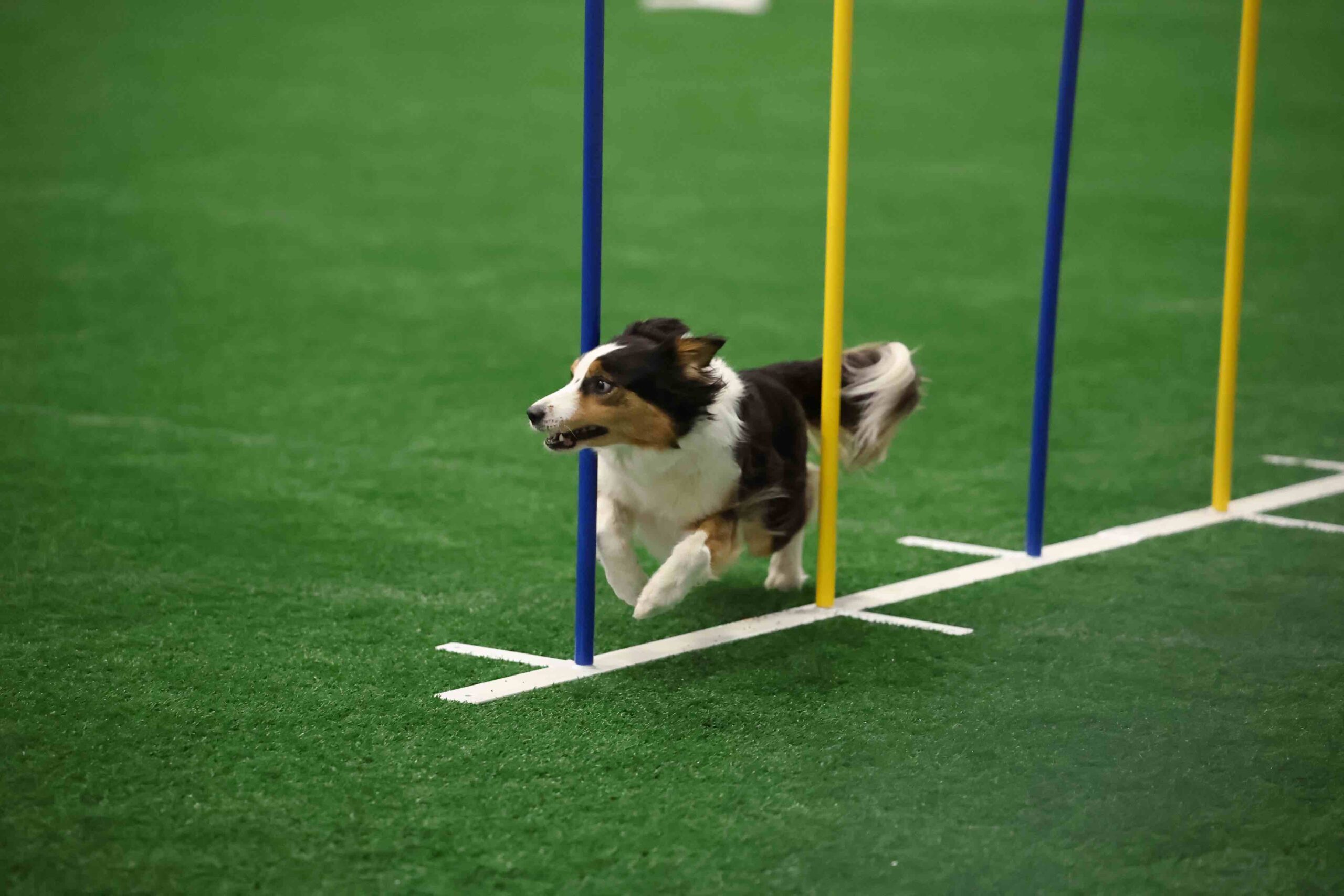 Episode #7: Why Are You Afraid? - The Agility Challenge Podcast With ...