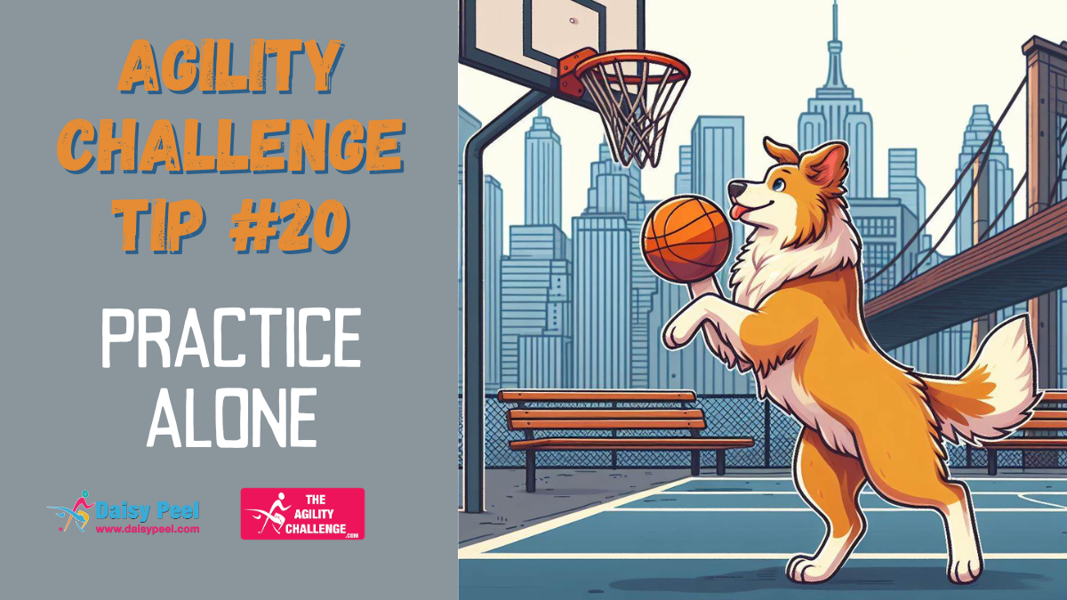 Agility Challenge Tip #20 - Practice Alone - The Agility Challenge ...